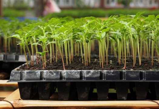 Shop for Garden Supplies at GARDEN SUPPLY GUYS | Buy Now! – Page 28