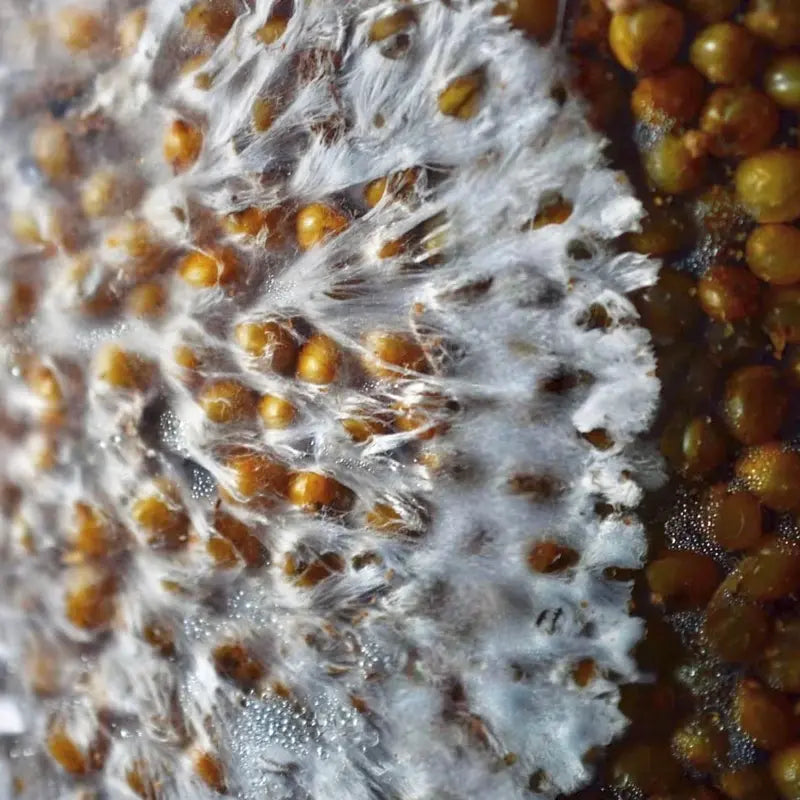 NORTH SPORE Organic Sterilized Grain Bag with Injection – GARDEN SUPPLY ...