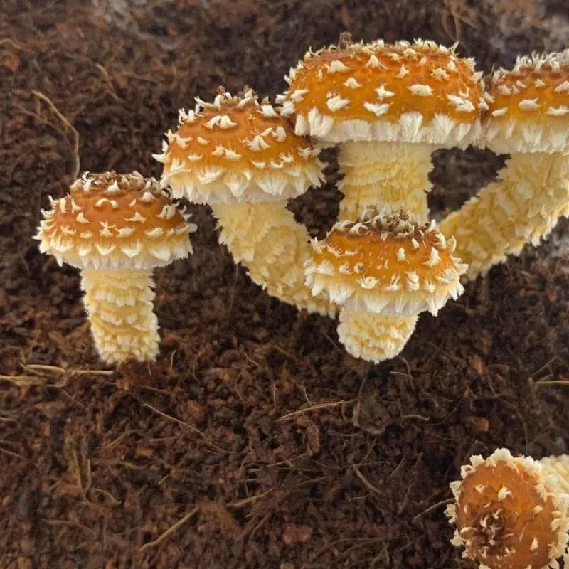 NORTH SPORE Wood Lovr Sterile Hardwood Mushroom Substrate – GARDEN ...